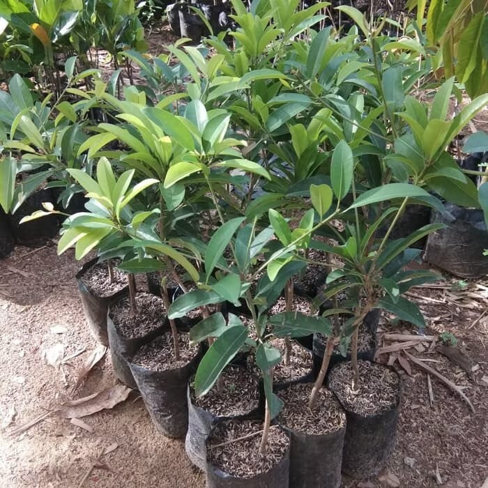 Grafted ALANO SAPODILLA Fruit Tree Grow in Pot Free Phyto | eBay