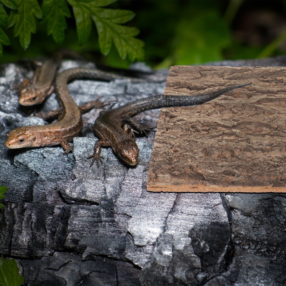 Reptile Habitat Cork Terrarium Lizard Climbing Bark Vivarium Background ...