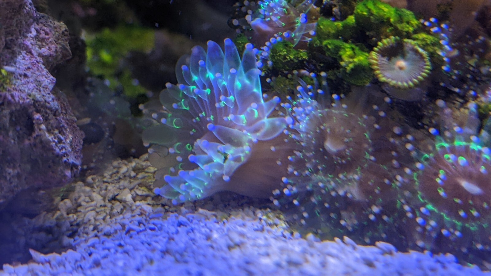 [2x] LIVE BALL ANEMONE MUSHROOM CORAL CORALLIMORPH SALTWATER REEF ...