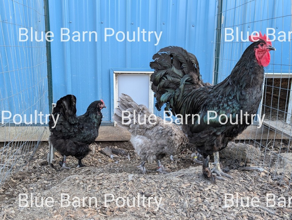 6 Show Quality Blue/Black/Splash Langshan Chicken Hatching Eggs. NPIP ...