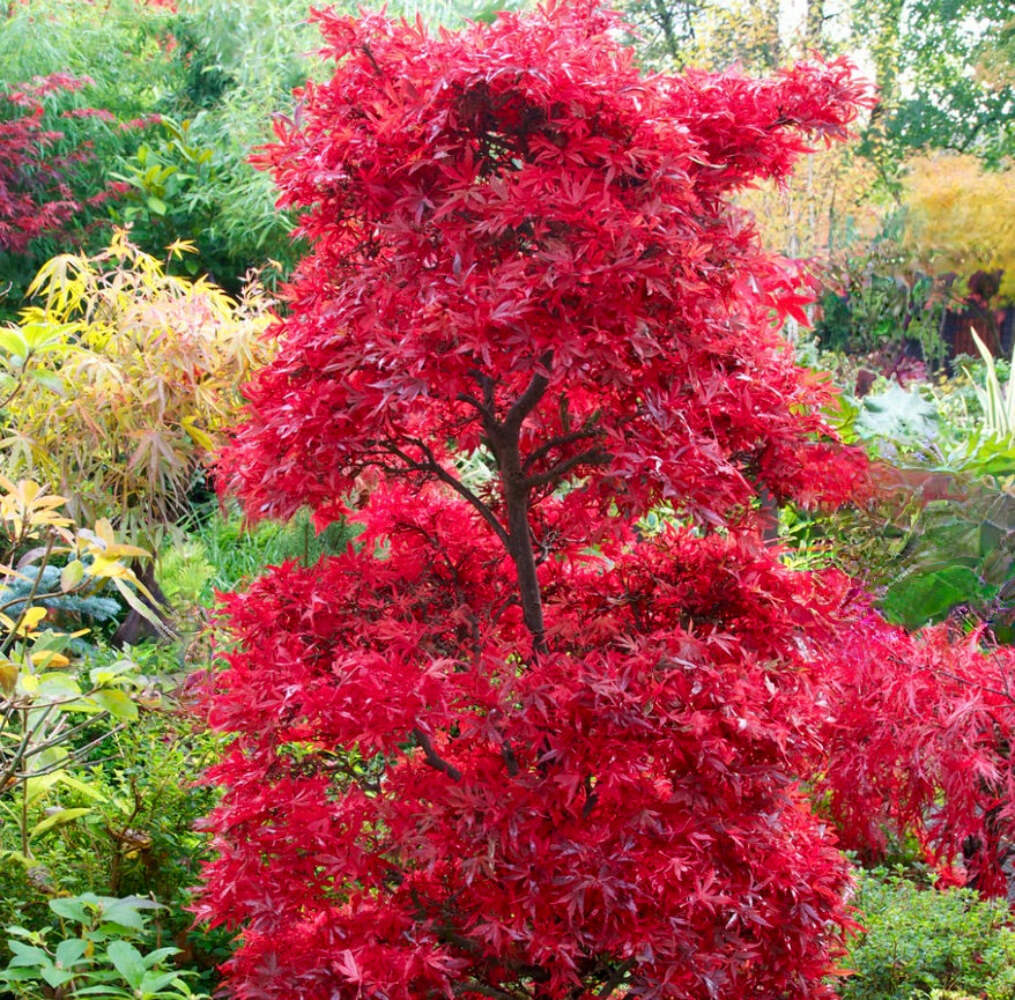 Acer palmatum cv “Shaina” - Shaina Japanese Maple RED | eBay