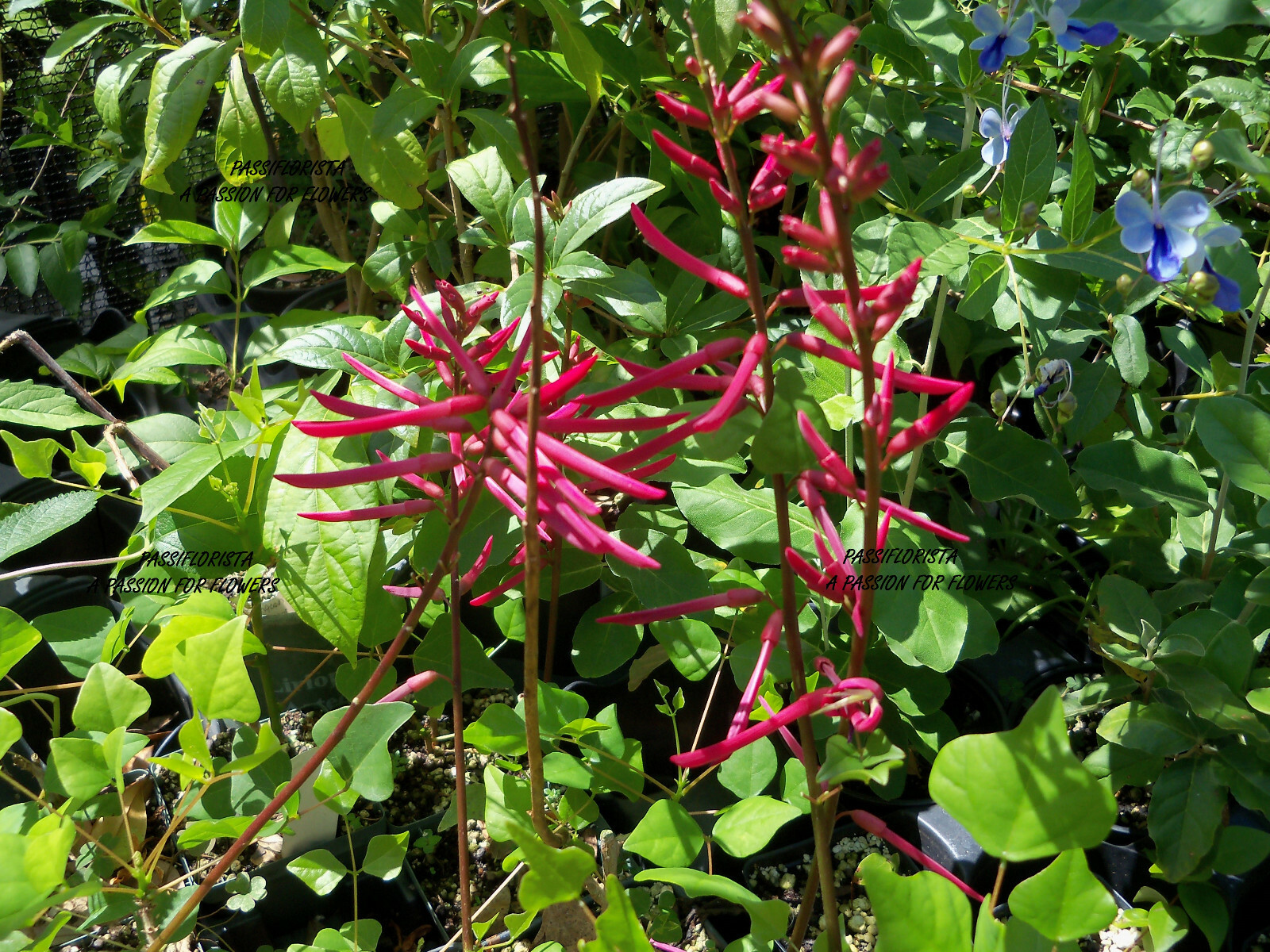 Native Coral Bean