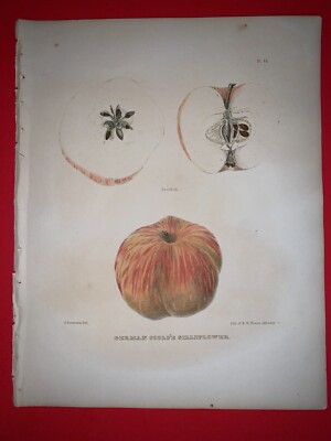 antique print- Apples German Scolp'd Gilliflower- original fruit print ...