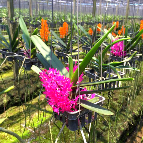 Vanda Pots Orchid Garden Black Plastic Hanging Compatible Mesh Net ...