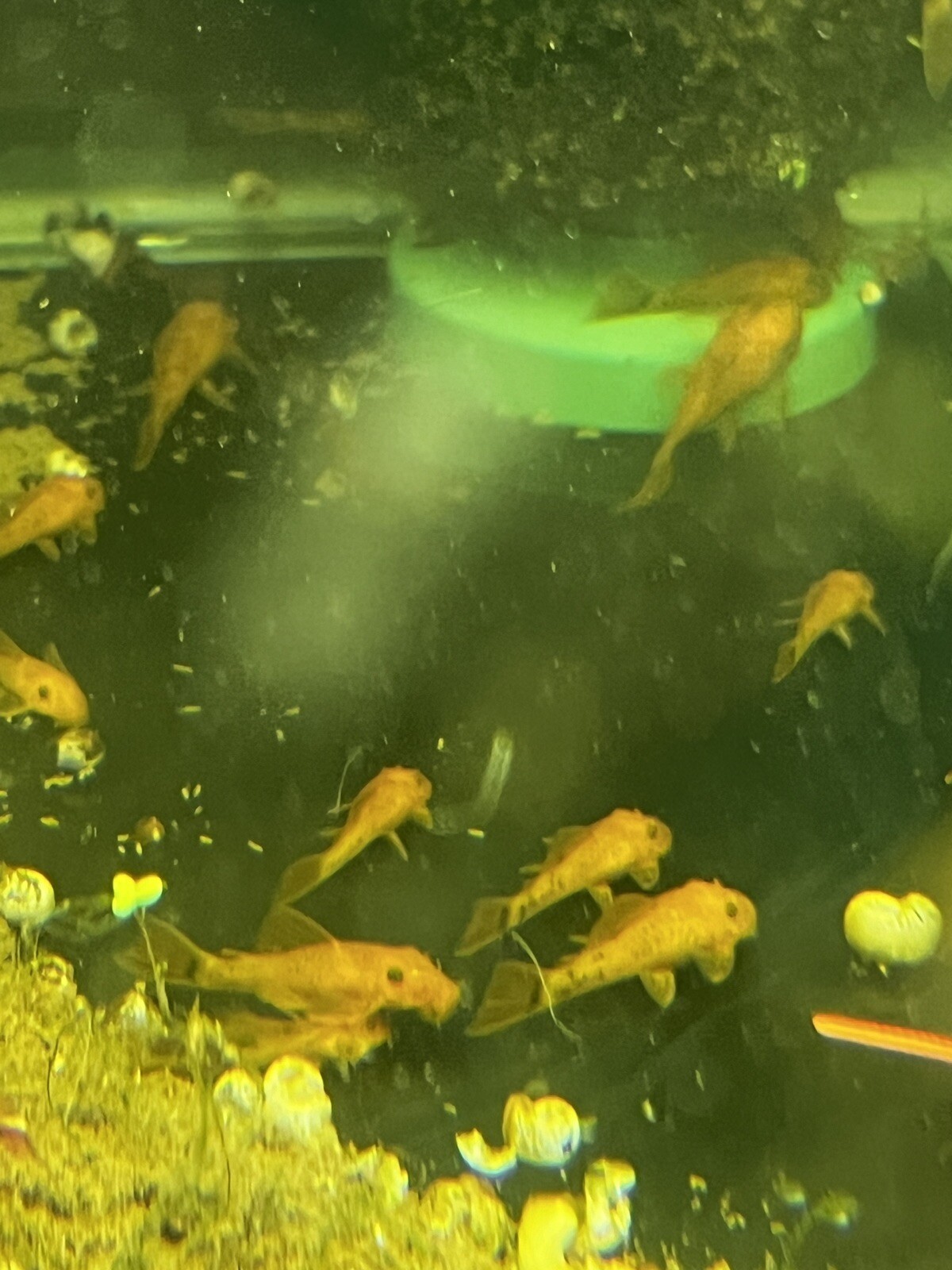 3x Shortfin Super Red Calico Bristlenose Pleco .75-2 inch fish | eBay