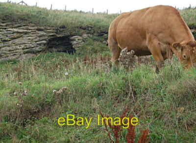 Photo 6x4 Cow and Cave Kingsbarns Cave at Randerston Castle with cattle ...