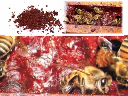 Lot Bee Propolis Extract Brazilian Green & Red blend 6 Bottles x 30ml ...