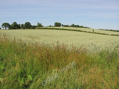 Photo 6x4 Wheat, Hutton Allanton/NT8654 Some of the many acres of wheat ...