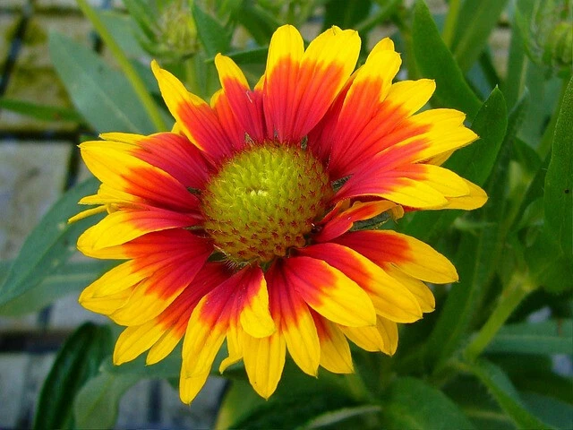 Firewheel Flower Seeds | Best Flower Site