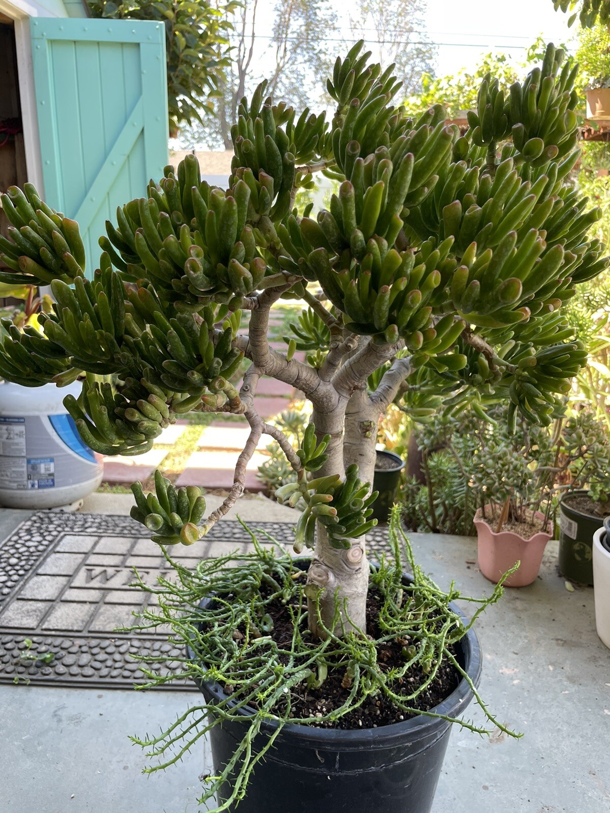 Bonsai Hobbit Jade Plant - Crassula Horntree 24” Bare Rooted | eBay
