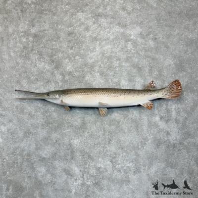 #29373 WC | 49" Longnose Gar Taxidermy Fish Mount For Sale | eBay