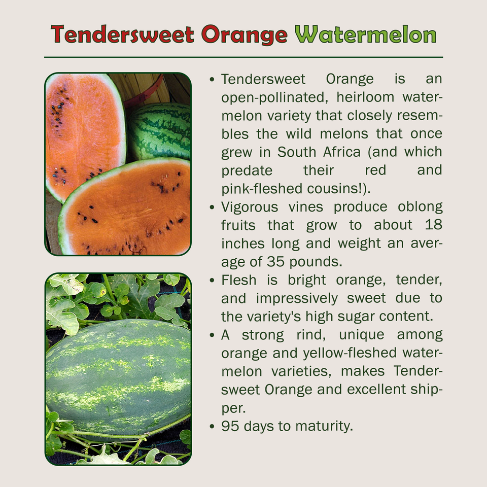 10 Tendersweet Orange Watermelon Seeds, Heirloom, Non-GMO, Genuine USA ...