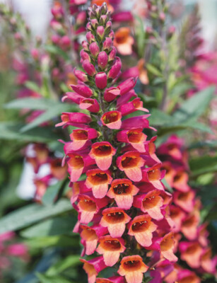 2 GR DE DIGITALIS PURPUREA 'Ruby Glow' ENVIRON 20000 GRAINES+cadeau | eBay