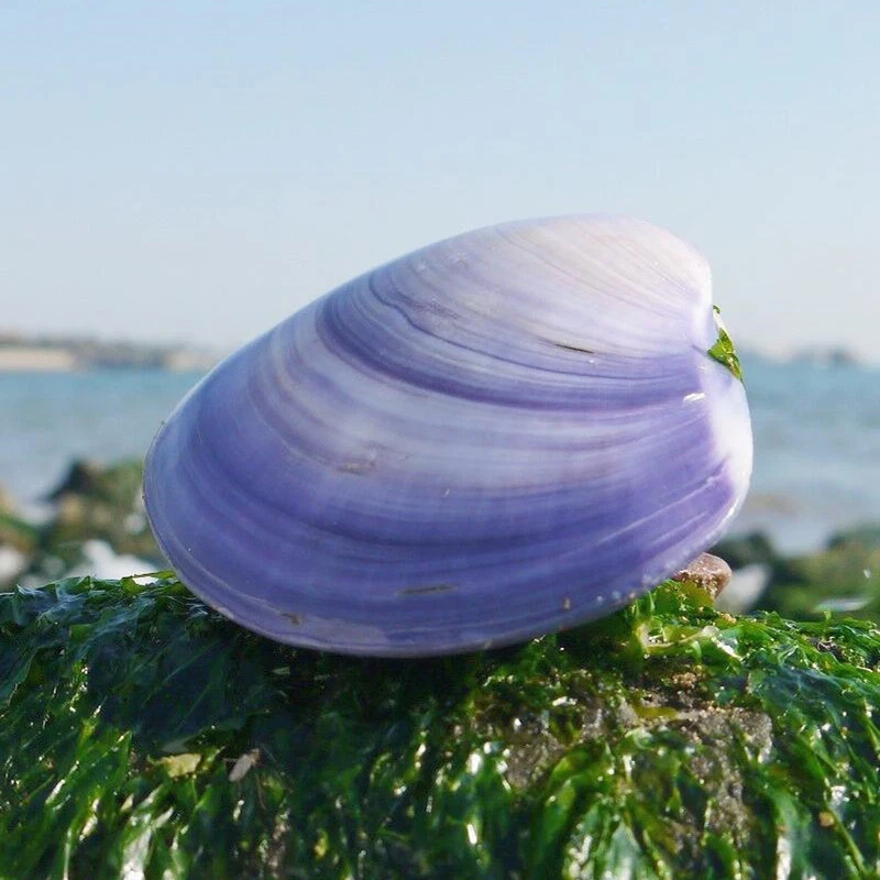 Purple Clam Shell