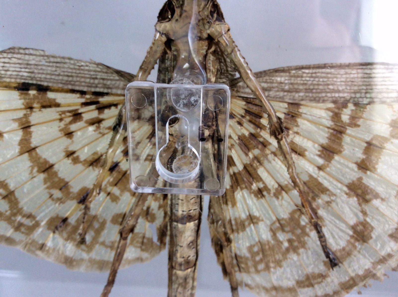 Real Framed Phasma Gigas Leopard Winged Walking Stick Mounted in An ...
