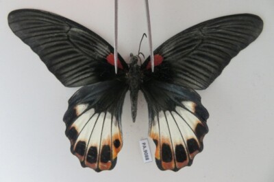 PA9088. Insects butterflies: Papilio sp. Vietnam, Nghe An | eBay