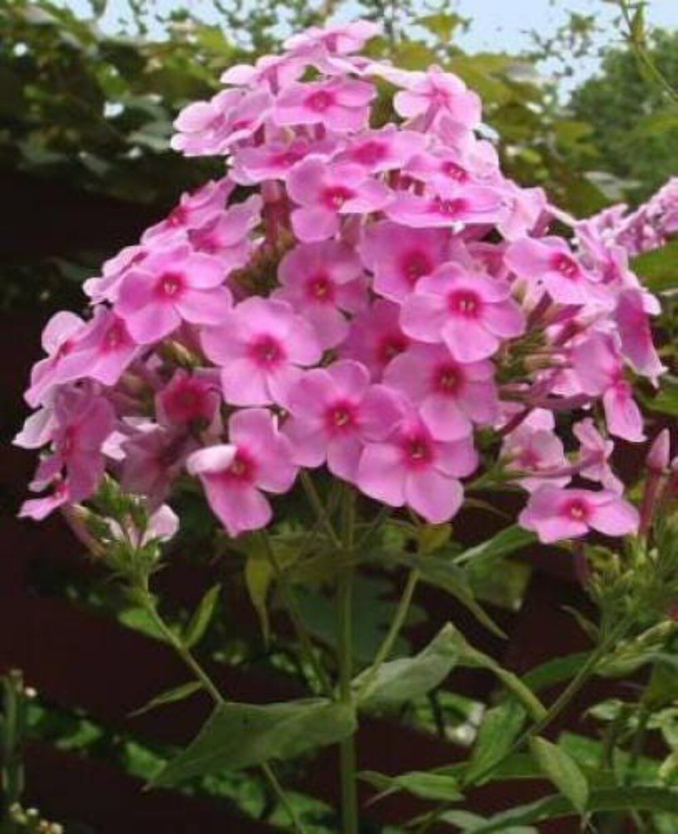 Phlox Drummondii Seedling