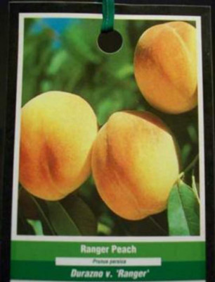 RANGER PEACH 4-6 FT Fruit Tree Plant Sweet Juicy Peaches Orchard Trees ...