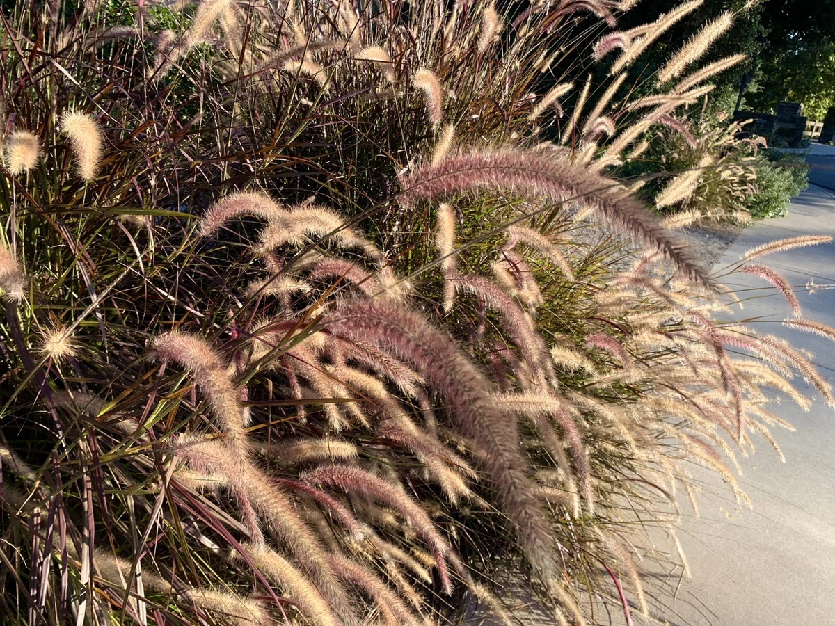 Dwarf Purple Fountain Grass