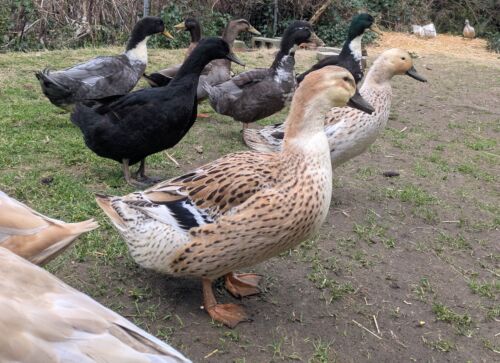 12 mixed duck hatching eggs: Golden 300, Welsh Harlequin, Silver ...