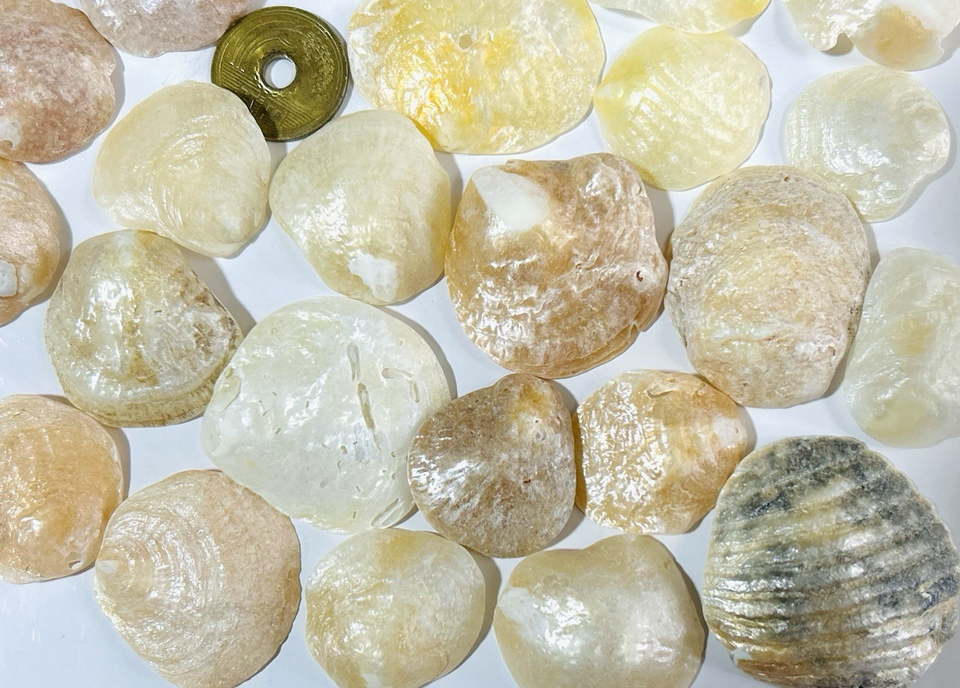 Seashell from japan Jingle shell Includes small holes and deposits | eBay