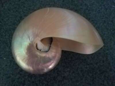 Polished Pearl Nautilus Shells | eBay