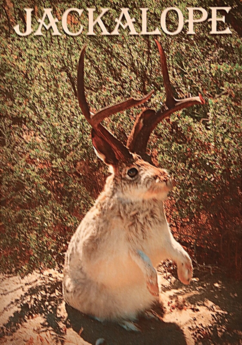 Jackalope