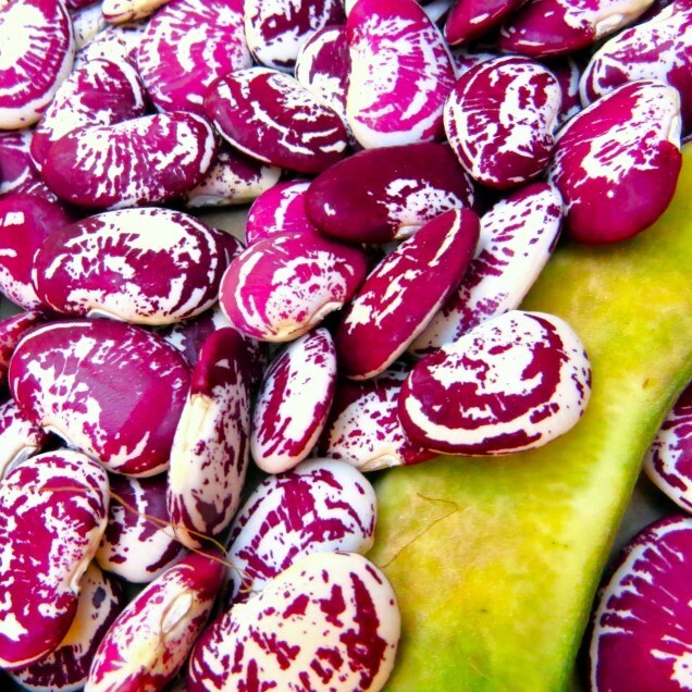 Christmas Pole Lima Bean Seeds | Heirloom Red Speckled Big Limas Beans ...