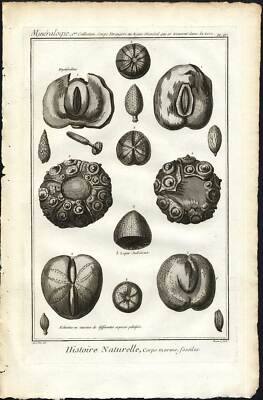 Antique Print-LAPIS JUDAICUS-FOSSILIZED MARINE ANIMAL-Diderot-1751 | eBay