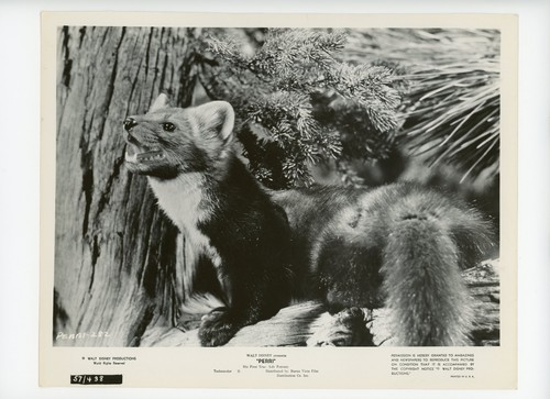 PERRI Original Movie Still 8x10 Walt Disney 1957 2105 | eBay