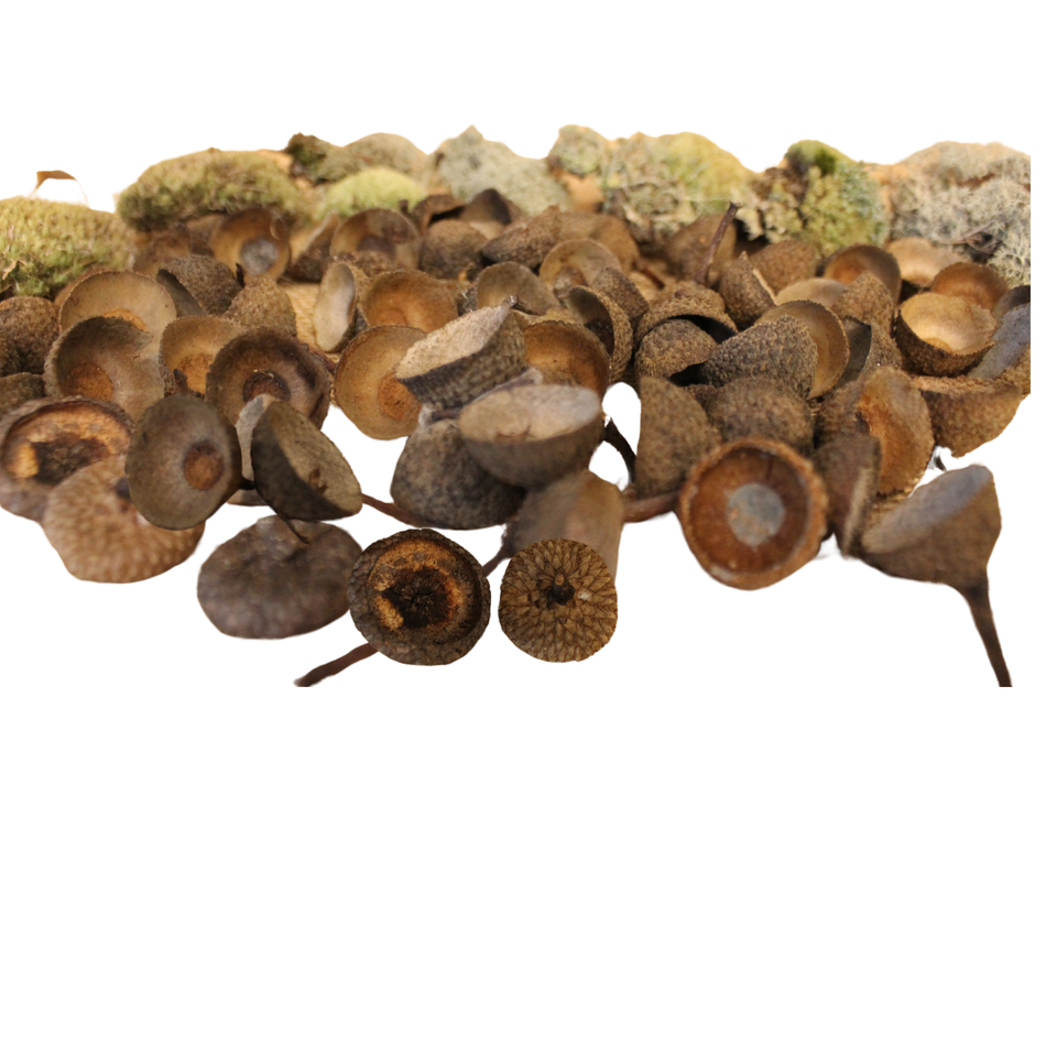 100 Real Jumbo XLG Acorn Caps in Assorted Sizes for Crafts, Natural ...