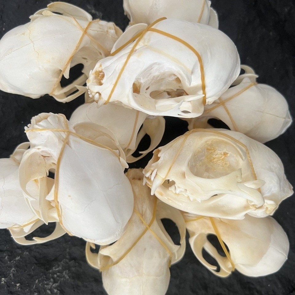 1 PC Real animal skull, specimen, collectible，taxidermy | eBay