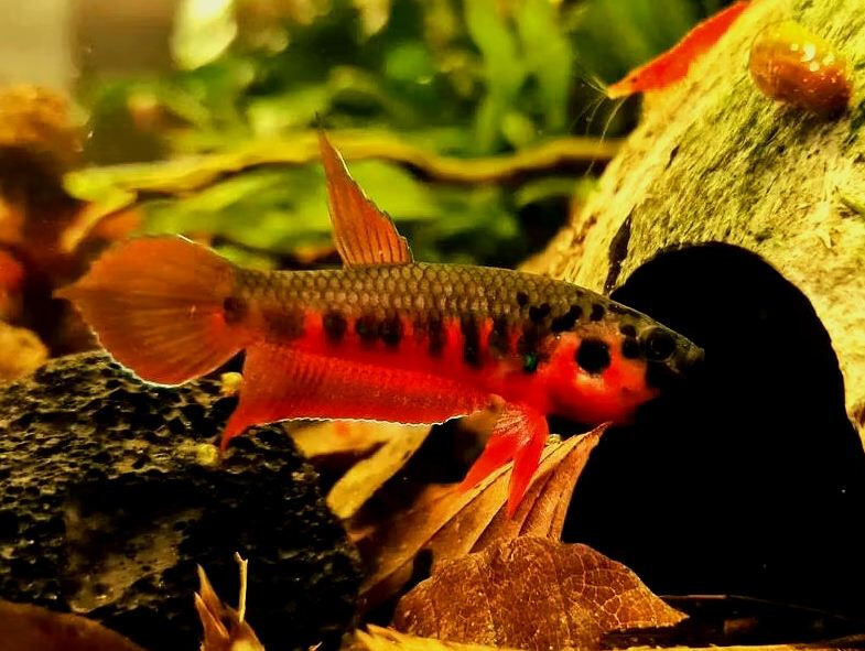 Pair Wild Betta RUBRA ACEH - Betta male & female - BY TRANSHIPPING | eBay