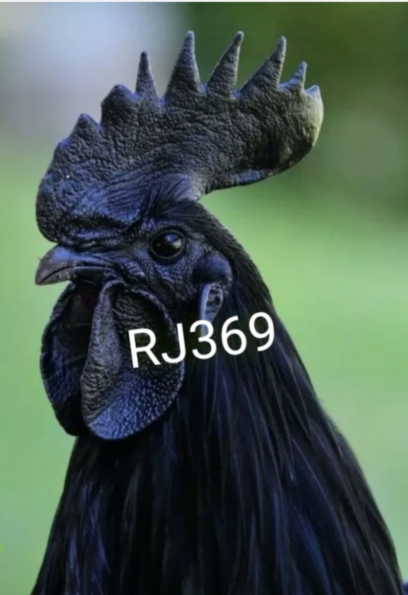 Ayam Cemani Hen Comb