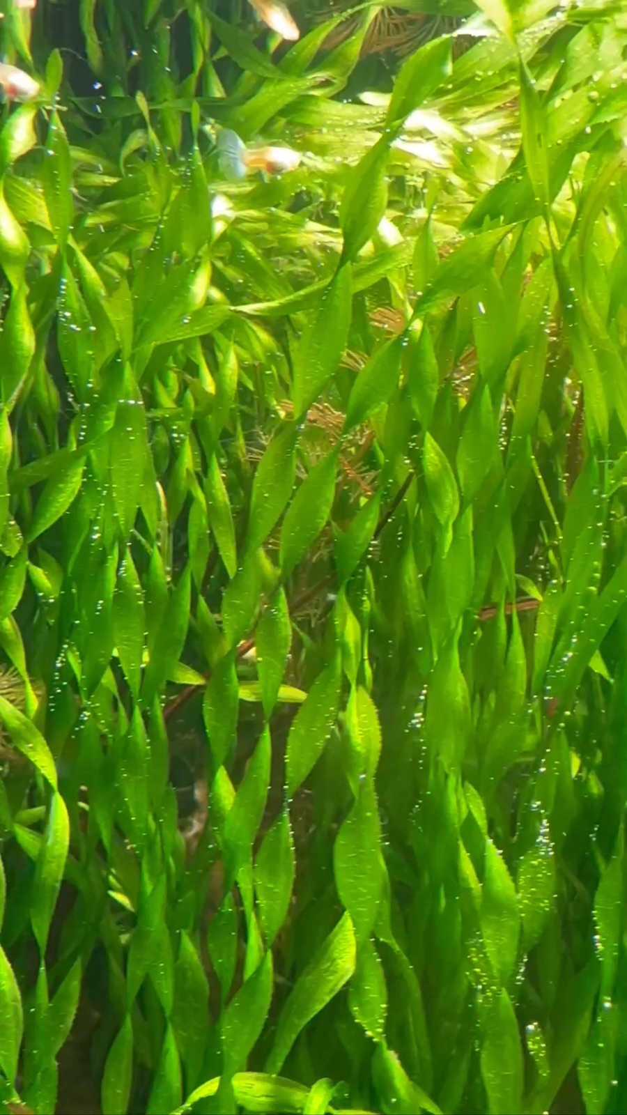Vallisneria Spiralis Live Aquarium Plant – Submerged Grown | eBay