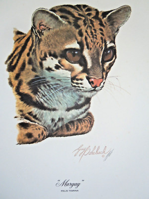 Guy Coheleach Hand Signed Print Margay | eBay