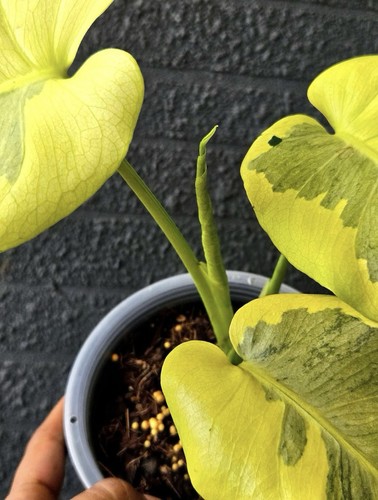 Monstera Yellow Lava Plant In Pot | eBay