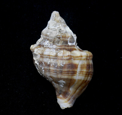 Formosa/Sea Shells/Neptunea arthritica 67mm.china.left-handed | eBay