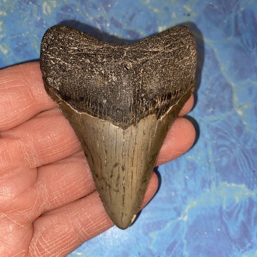 MEGALODON SHARK TOOTH 3.28” HUGE TEETH MEG SCUBA DIVER DIRECT FOSSIL NC ...