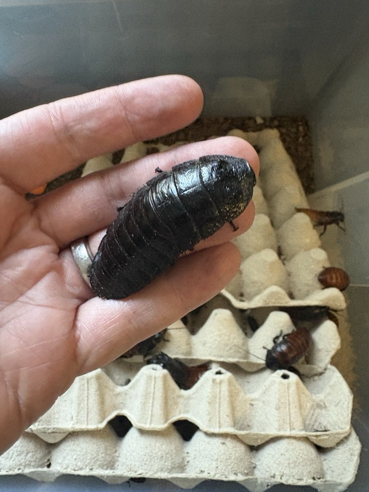 Hissing cockroaches G. portentosa feeder display insects 50 mixed sizes ...
