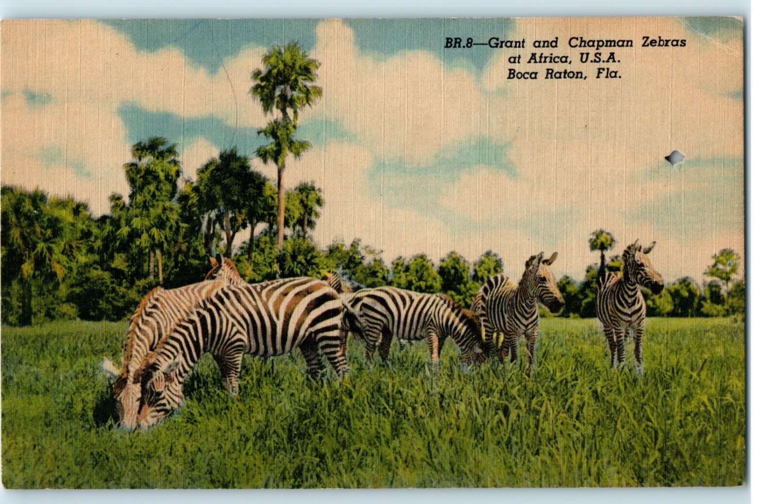 Postcard FL Boca Raton Grant and Chapman Zebras at Africa U.S.A ...