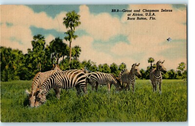 Postcard FL Boca Raton Grant and Chapman Zebras at Africa U.S.A ...