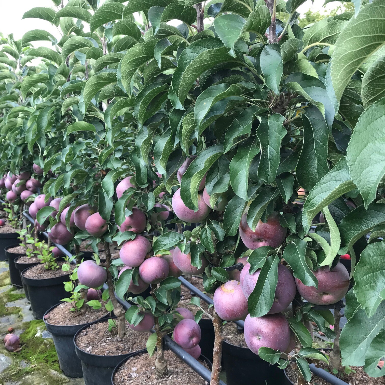 Säulenapfel Starline (R) Blue Moon (S) Säulenapfelbaum dunkelvioletter ...