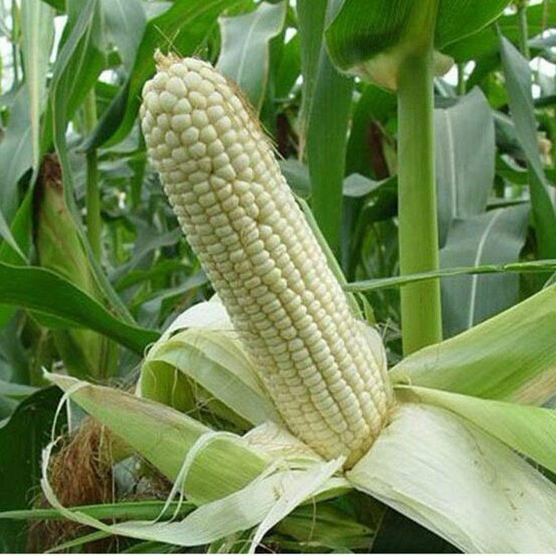 White Maize Corn