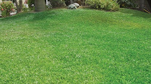 Liquid Lawn Hydroseeding Kit - Covers 100 sq. ft.Eco-friendly Spray n ...