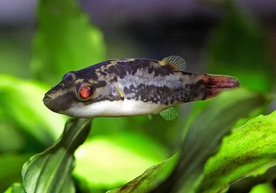 Dwarf Red Eye Puffer 0.75–1” – Live Fish Freshwater Rare Pufferfish ...