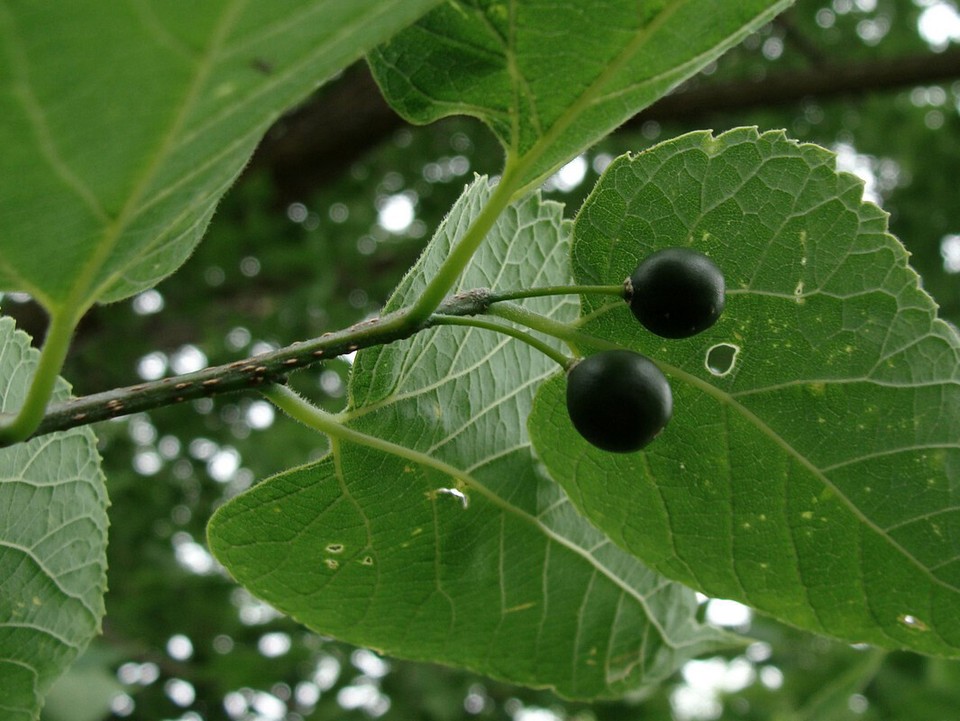 Hackberry, Celtis occidentalis, Tree Seeds (Fast, Hardy, Fall Color ...