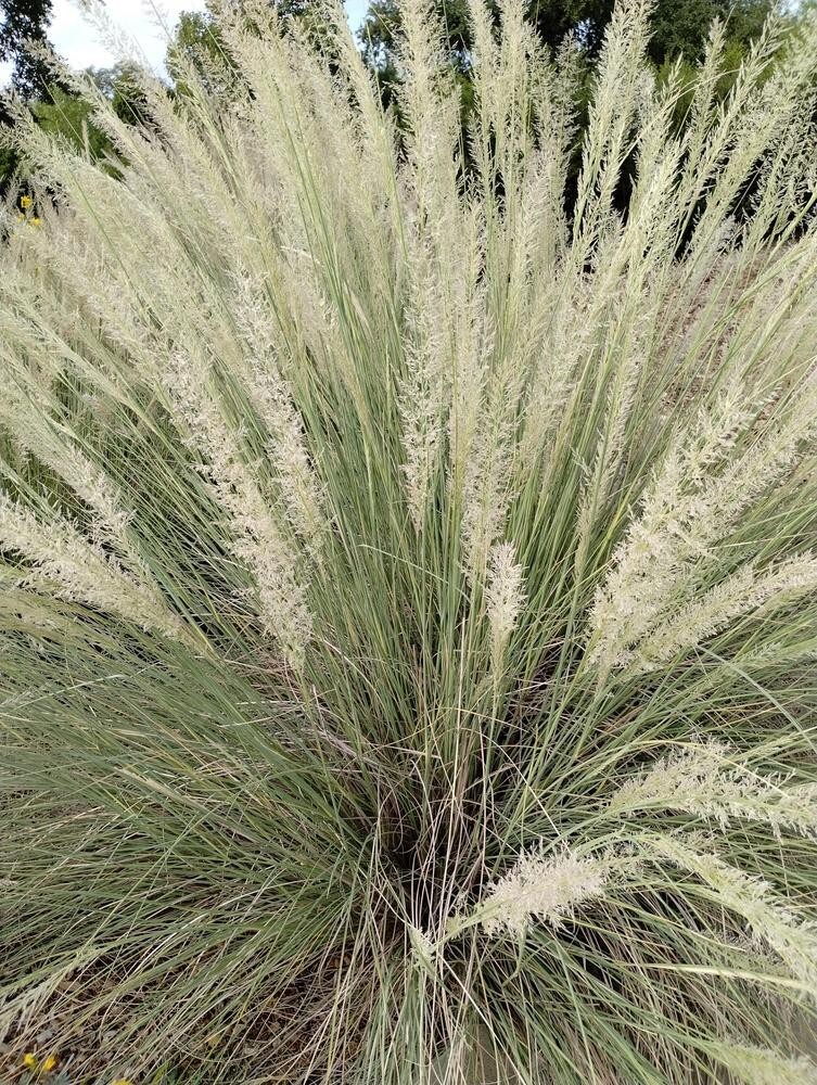 Muhlenbergia Lindheimeri Muhlenbergia Lindheimeri Lindheimer's Muhly