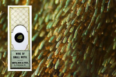 Microscopes & Lab Equipment - Beck Microscope