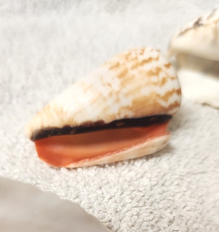 6 Med. Seashells Striped, Spiny & 2 Spiral Conch, Spiral Spiny ...